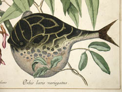 George Glazer Gallery - Antique Shell, Fish and Marine Prints - Mark ...