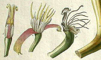 George Glazer Gallery - Antique Botanical Prints - Banana Tree Prints ...