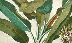 George Glazer Gallery - Antique Botanical Prints - Banana Tree Prints ...