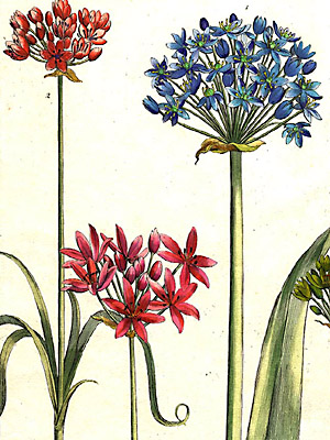 George Glazer Gallery - Antique Botanical Prints - Set of Six Daniel ...